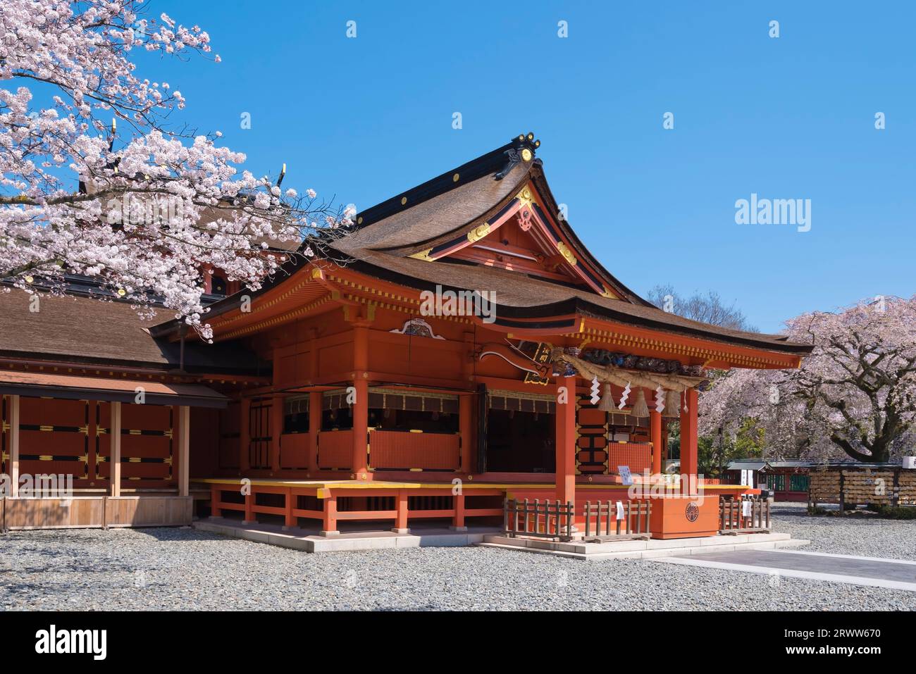 Fuji in the blue sky and cherry blossoms at Mt. Fuji Hongu Sengen ...