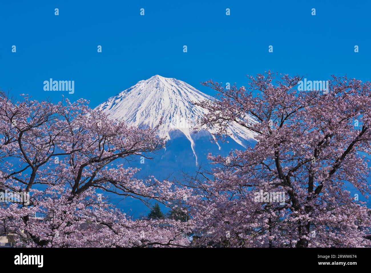 Mt. Fuji in the blue sky and cherry blossoms at Mt. Fuji Hongu Sengen ...