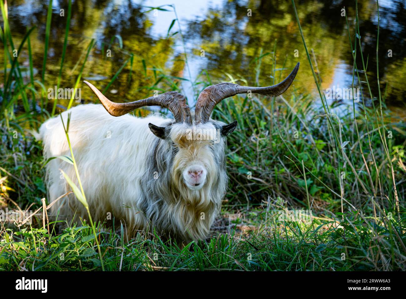 dutch land goat at a small river grazing for food Stock Photo - Alamy