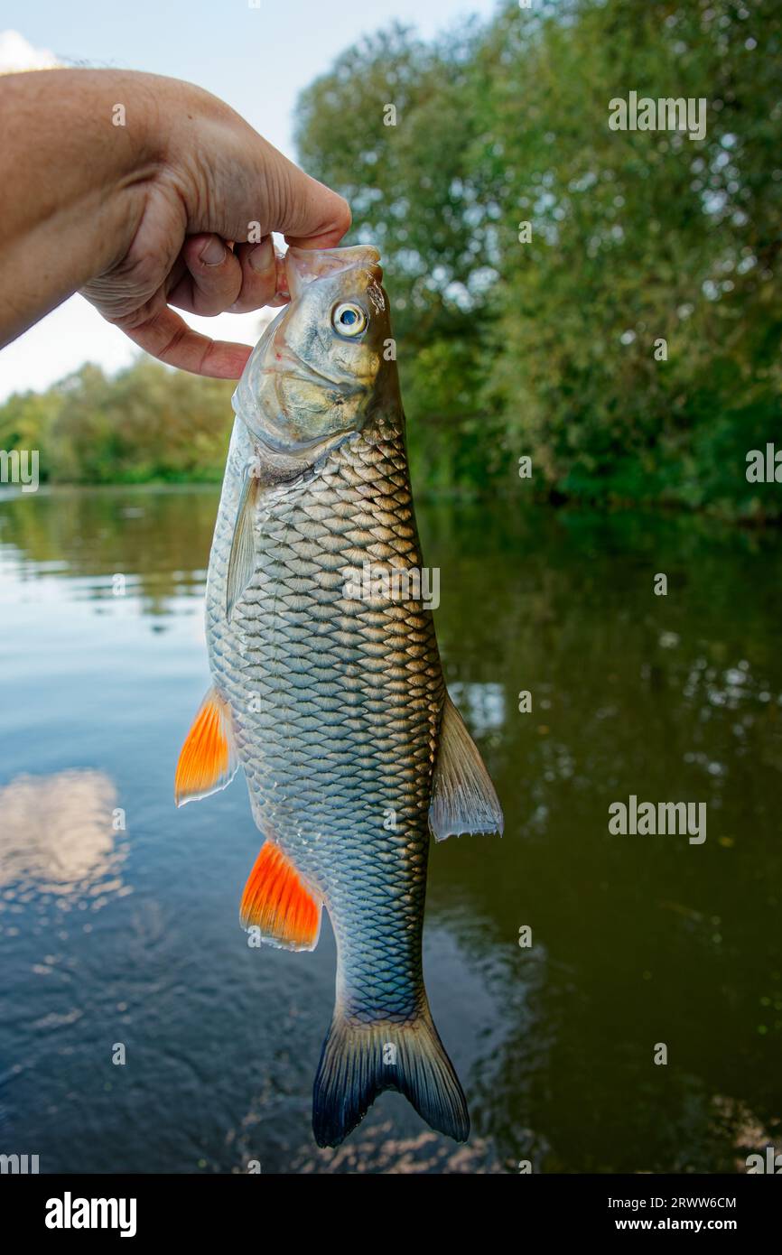 Big chub in fisherman's hand, summer sunny weather, green river shore ...