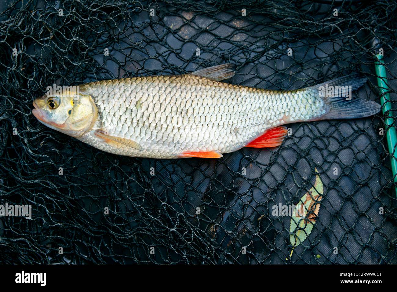 Chub fish hi-res stock photography and images - Alamy