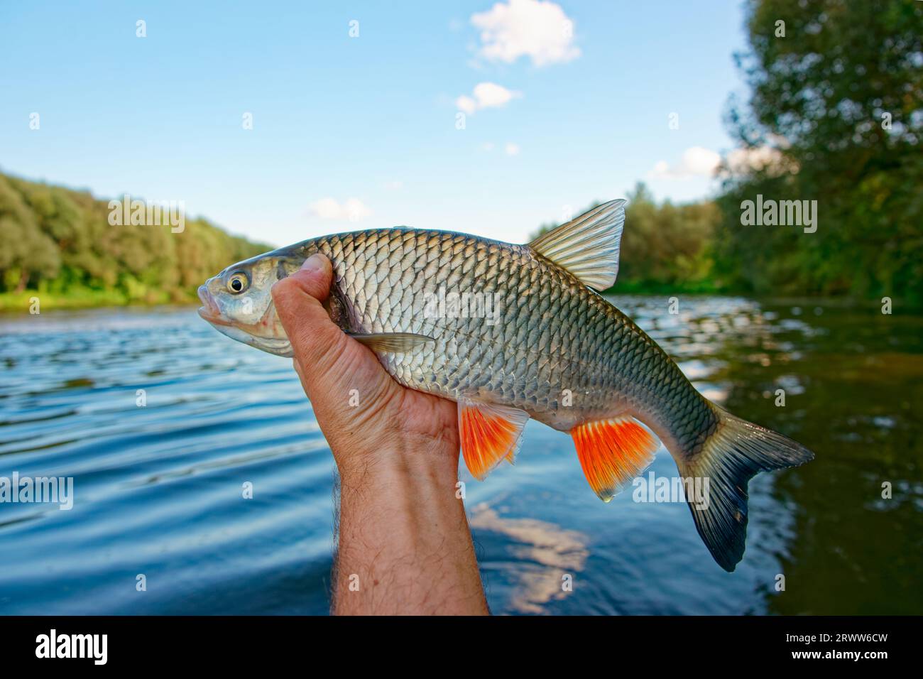 Big chub in fisherman's hand, summer sunny weather, green river shore ...
