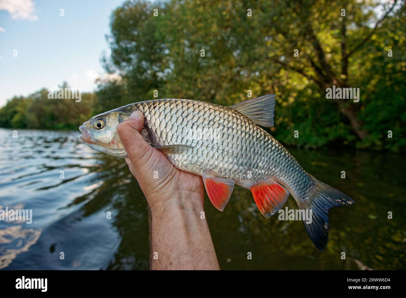 Big chub in fisherman's hand, summer sunny weather, green river shore ...