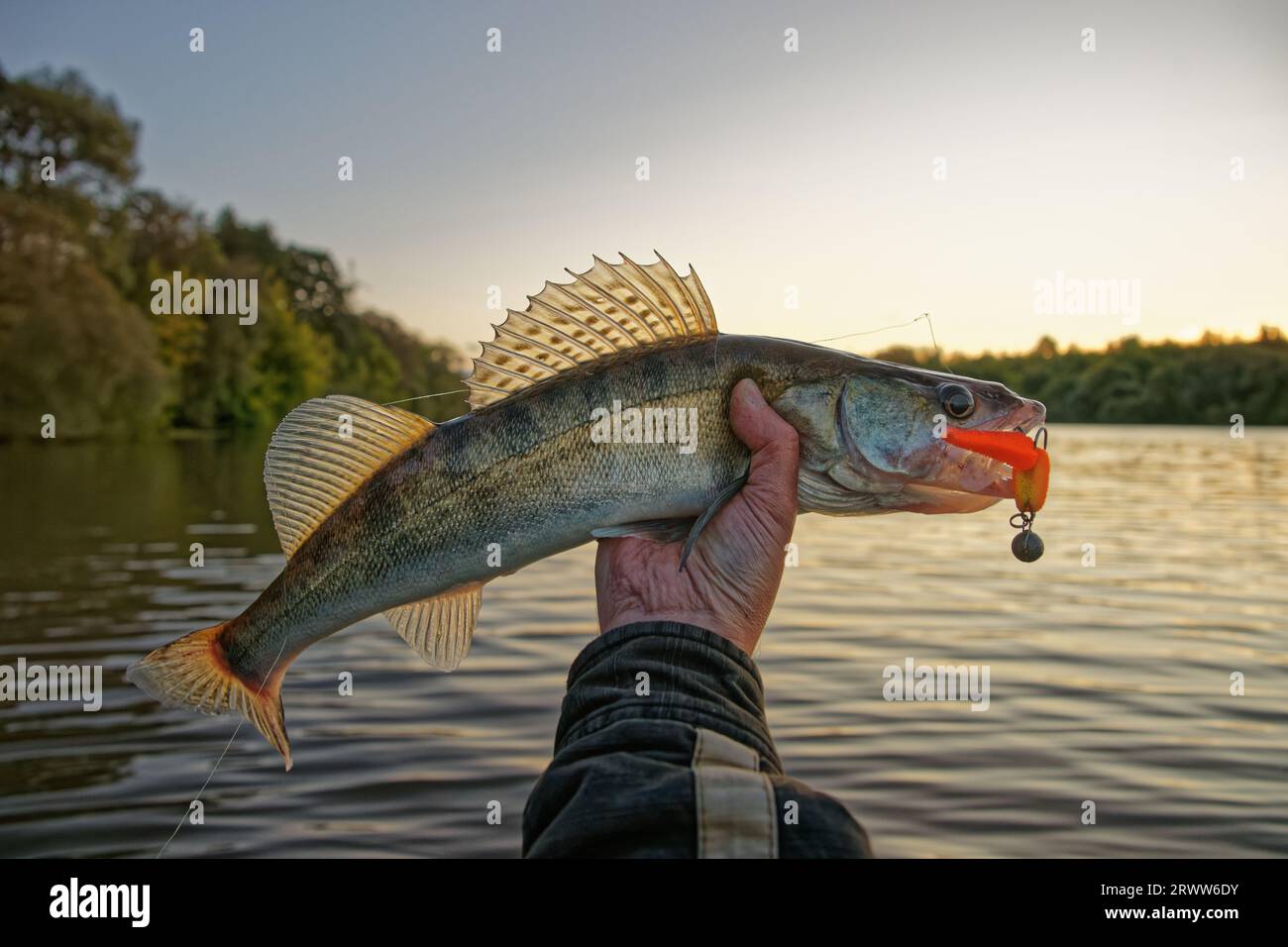 Big zander in fisherman's hand caught on handmade foam slug, clear ...