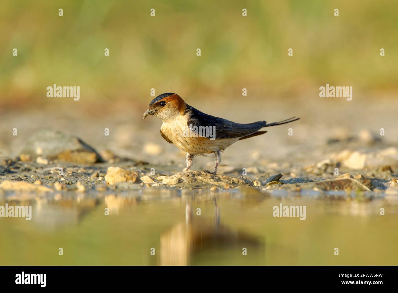 Red-rumped swallow (Cecropis daurica ) in warm light collecting mud for ...