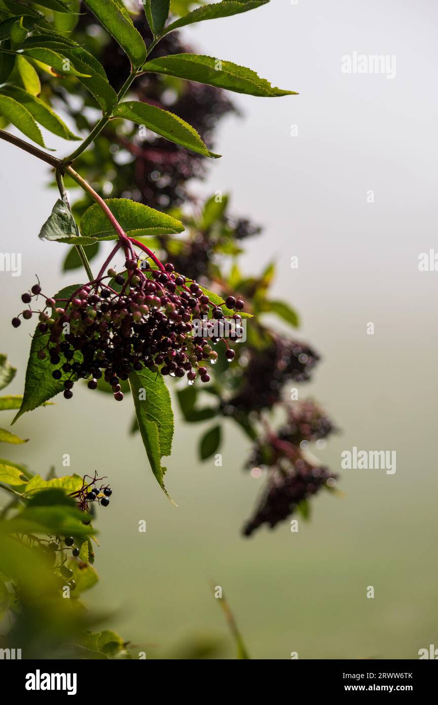 purple elderberry in rainy, foggy weather Stock Photo - Alamy