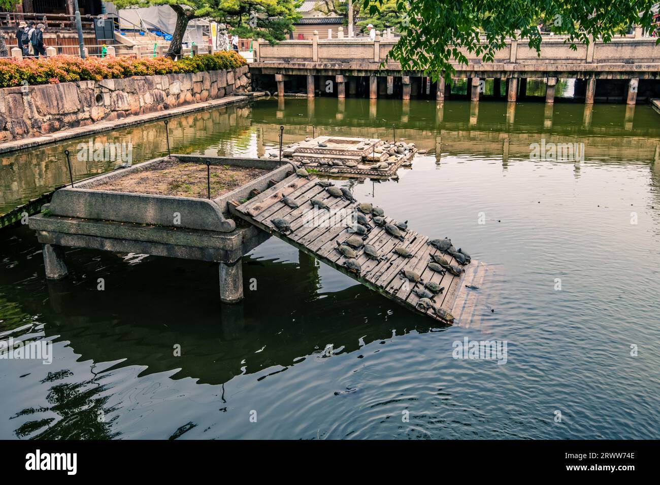 Shi-Tennoji Buddhist Temple turtle pond Stock Photo - Alamy