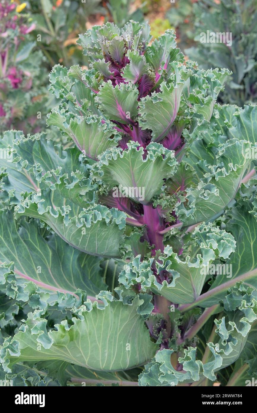 Cabbage in farming and harvesting. Violet cabbage growing in the rustic ...