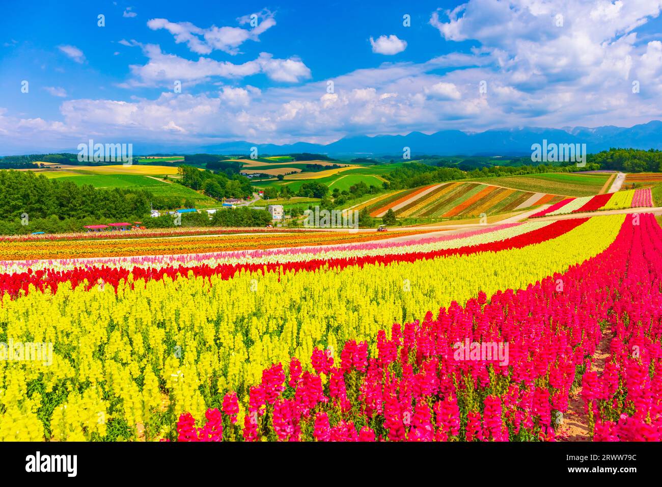 Shikisai no Oka in Biei and the mountains of the Tokachi Mountain Range Stock Photo - Alamy