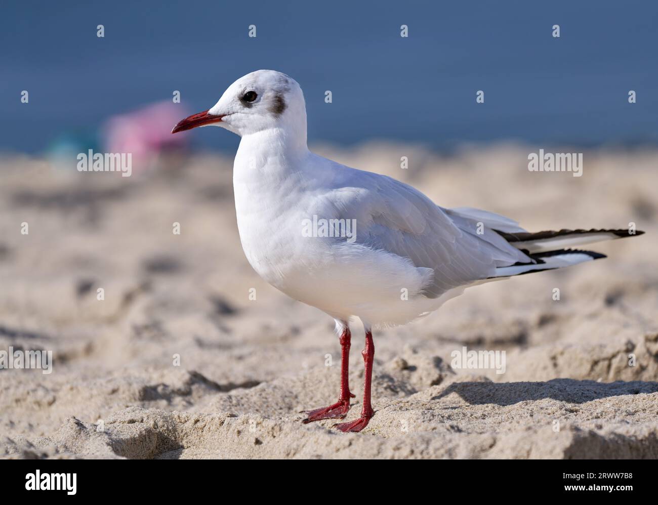 Seagull feet hi-res stock photography and images - Alamy