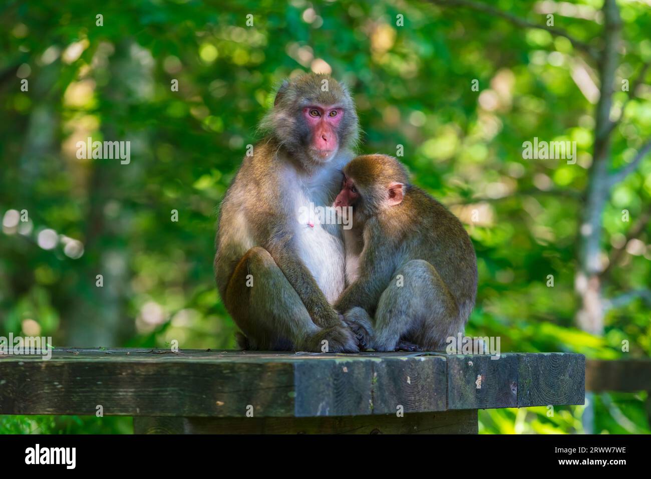 Japanese macaque monkeys and their offspring Stock Photo - Alamy
