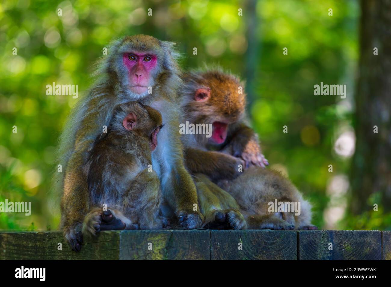 Kamikochi macaque hi-res stock photography and images - Alamy