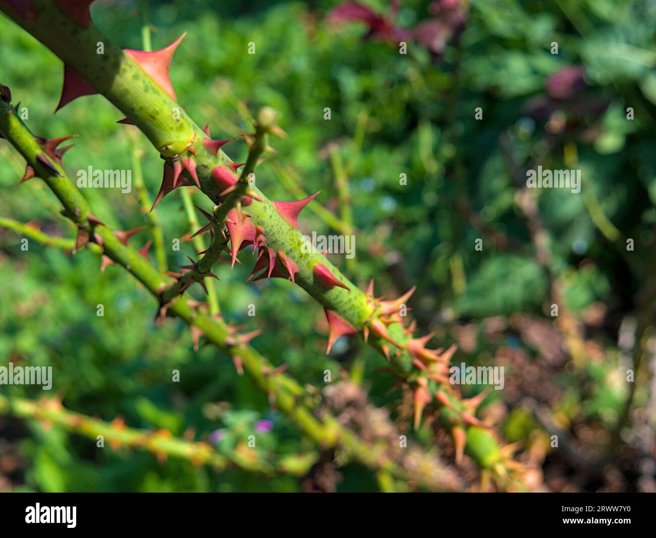 Red thorns hi-res stock photography and images - Alamy
