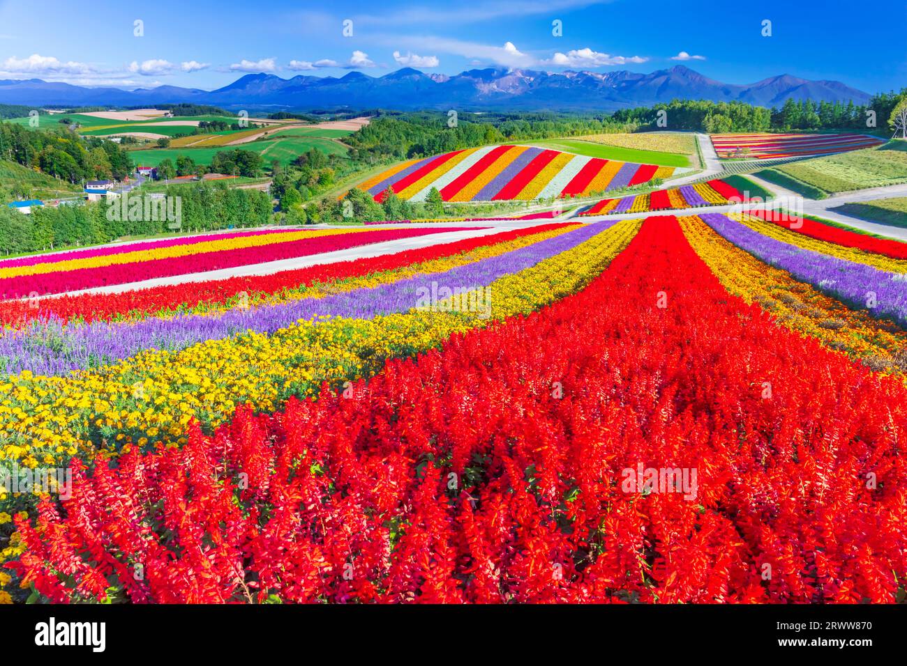 Shikisai no Oka with vivid flowers Stock Photo - Alamy