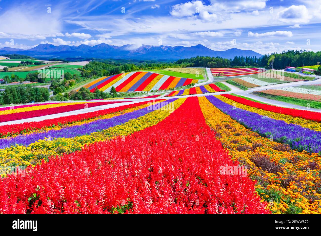 Shikisai no Oka with vivid flowers Stock Photo - Alamy