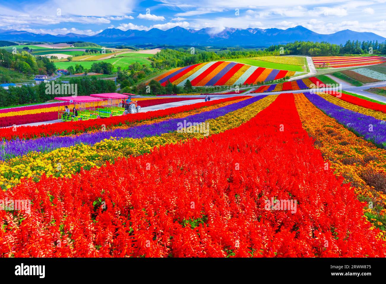 Shikisai no Oka with vivid flowers Stock Photo - Alamy