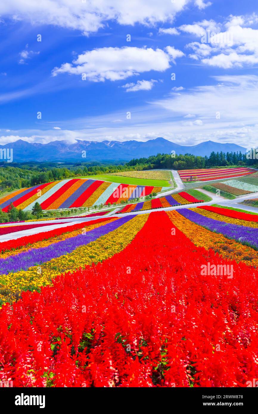 Shikisai no Oka with vivid flowers Stock Photo - Alamy