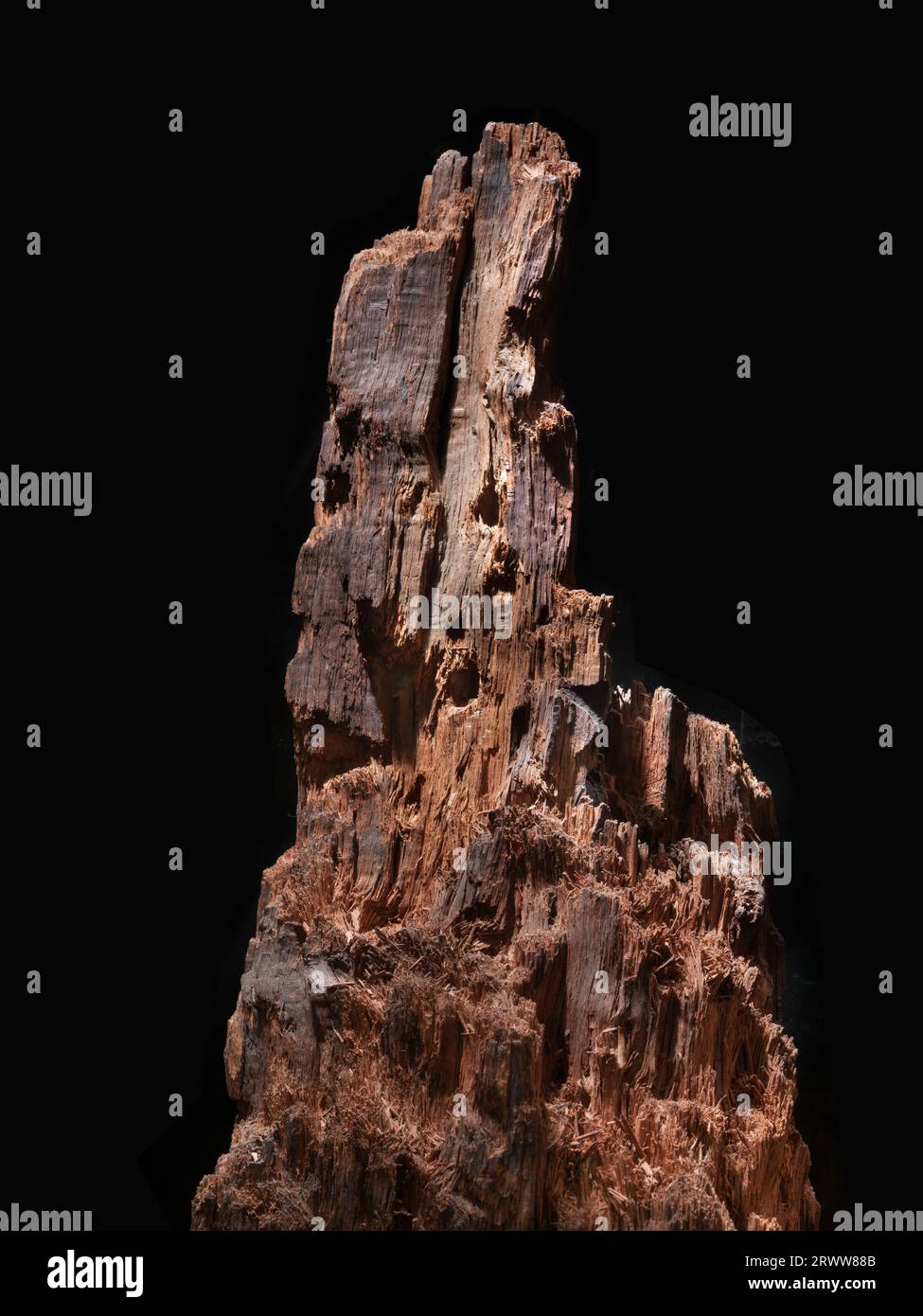 Shattered stump of a tree mowed down by minie bullets outside ...