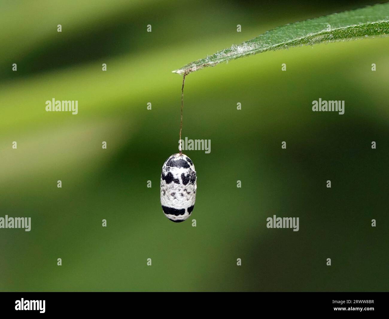 A single Ichneumonid Wasp Cocoon suspended from a thin twig captures ...