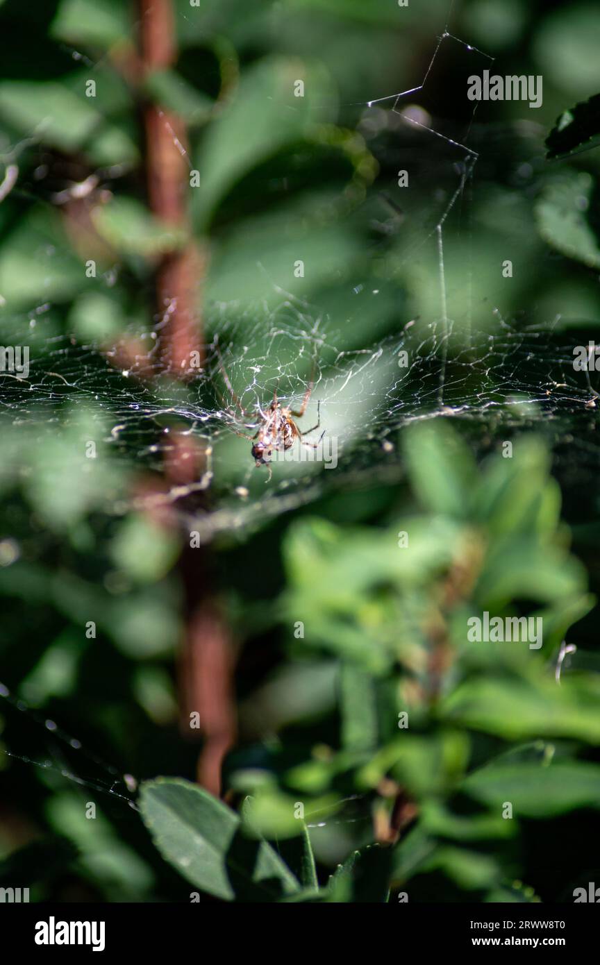 Spiders catching insects hi-res stock photography and images - Alamy