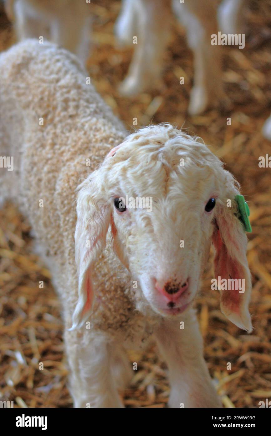 White sheep on the farm Stock Photo - Alamy