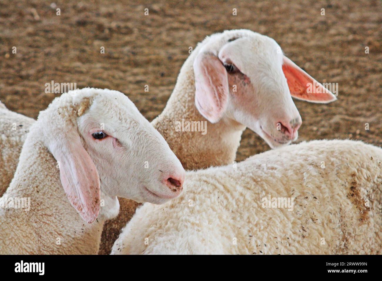 White sheep on the farm Stock Photo - Alamy