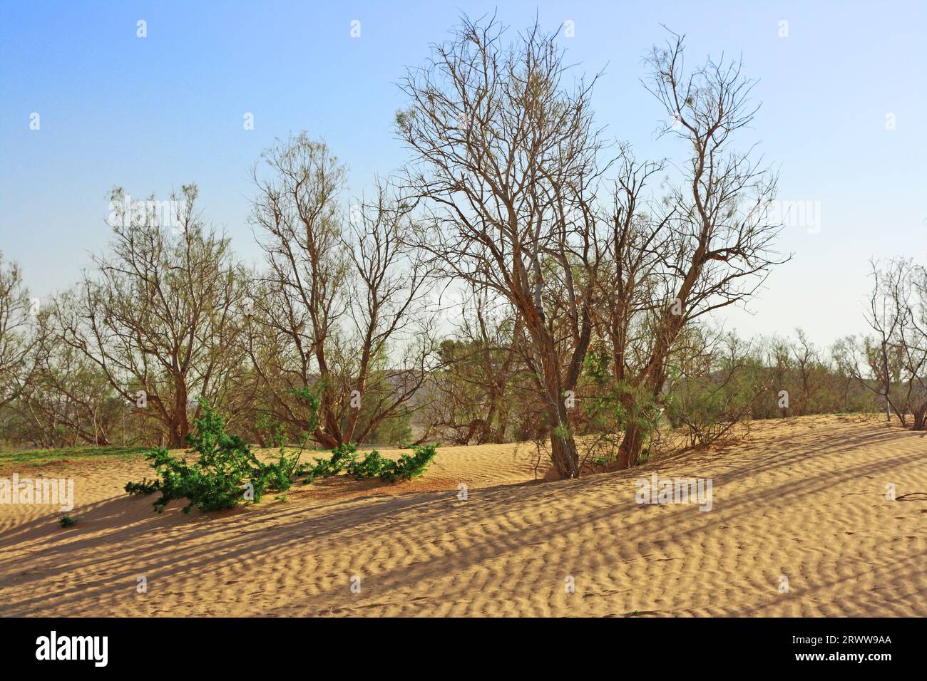 The spring day in the desert Stock Photo - Alamy