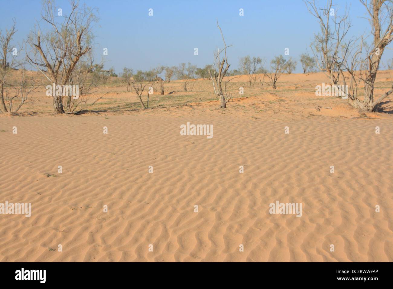The spring day in the desert Stock Photo - Alamy
