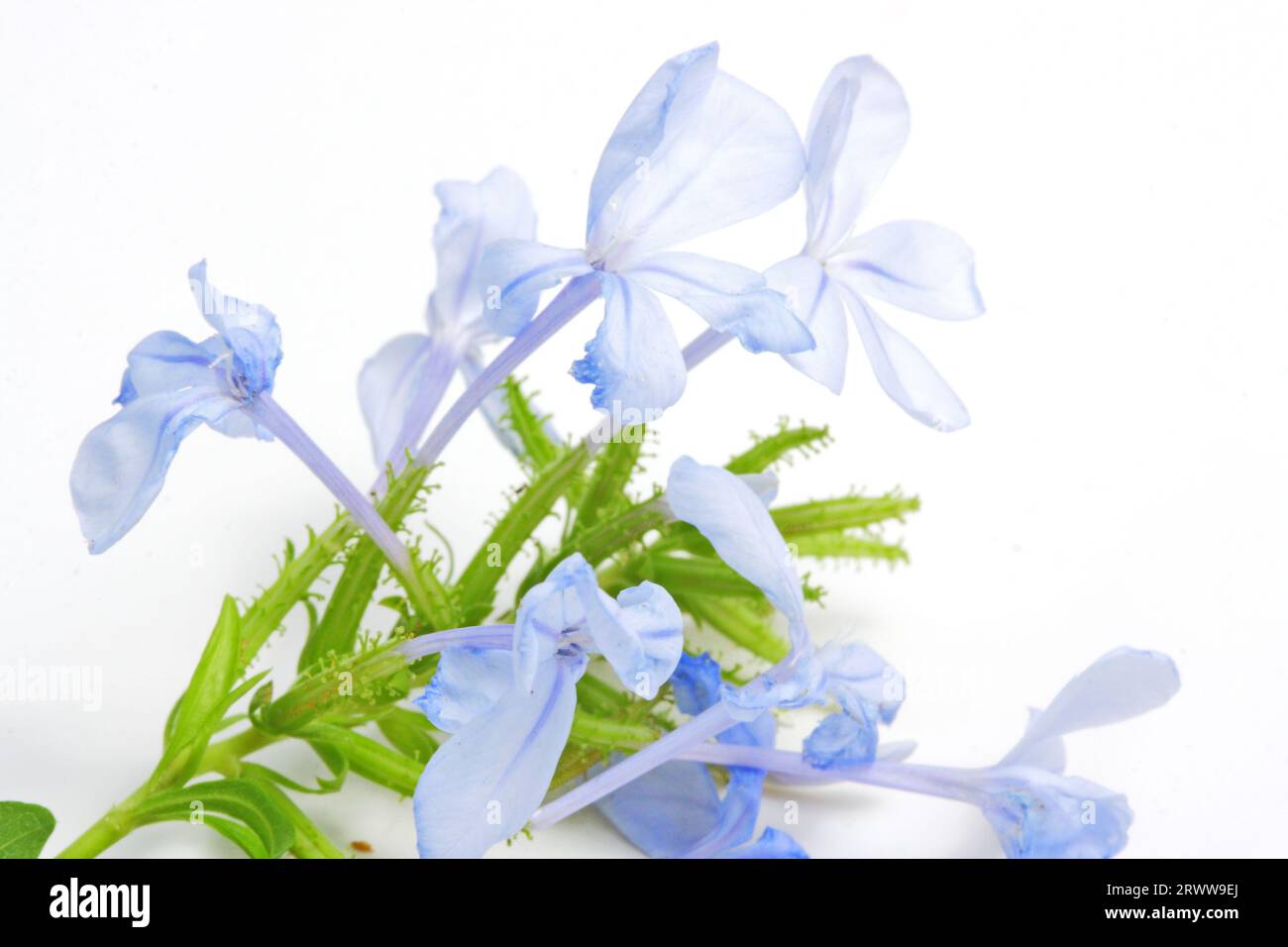 The blue flowers isolated on white background Stock Photo - Alamy