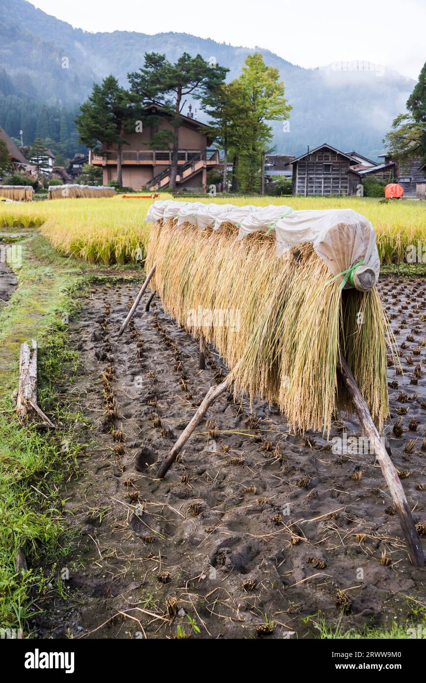 Rice drying hi-res stock photography and images - Alamy