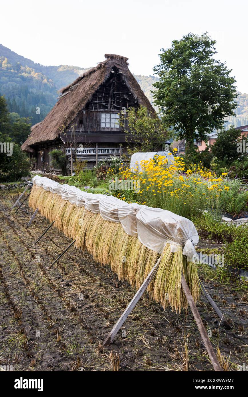 Rice drying hi-res stock photography and images - Alamy
