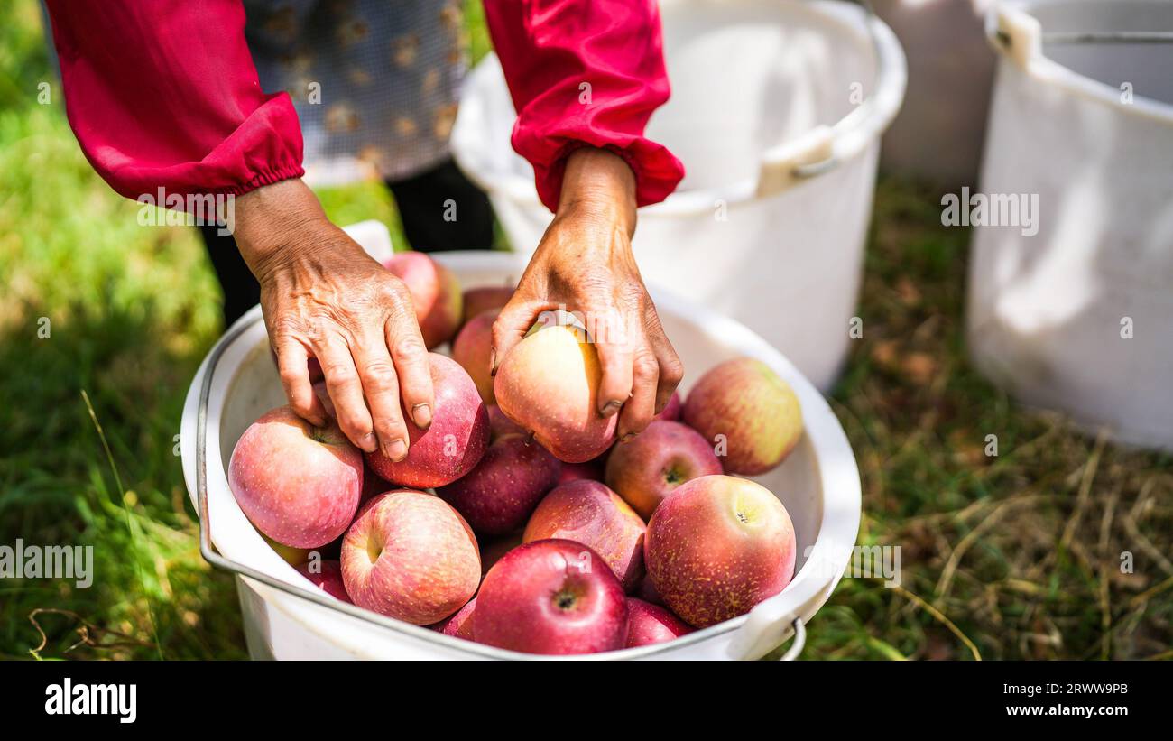 Weining, China's Guizhou Province. 20th Sep, 2023. A villager harvests ...