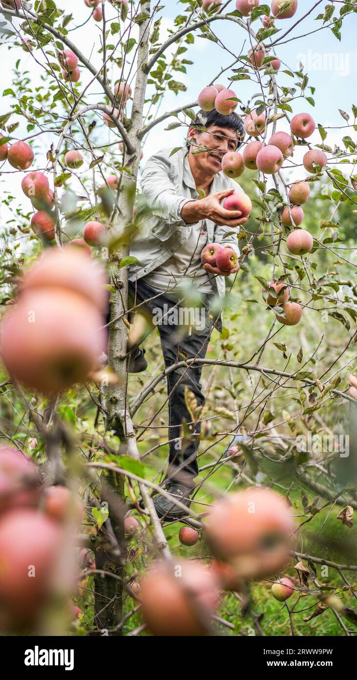 Weining, China's Guizhou Province. 20th Sep, 2023. A villager harvests ...