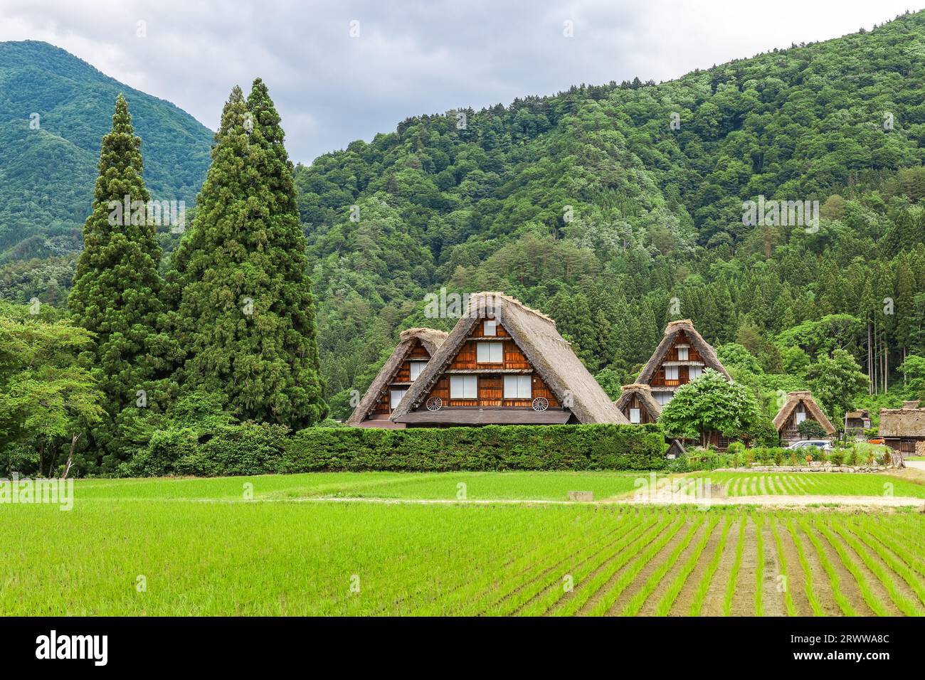 Gassho-zukuri Houses and Rice Paddies after Rice Planting Stock Photo ...