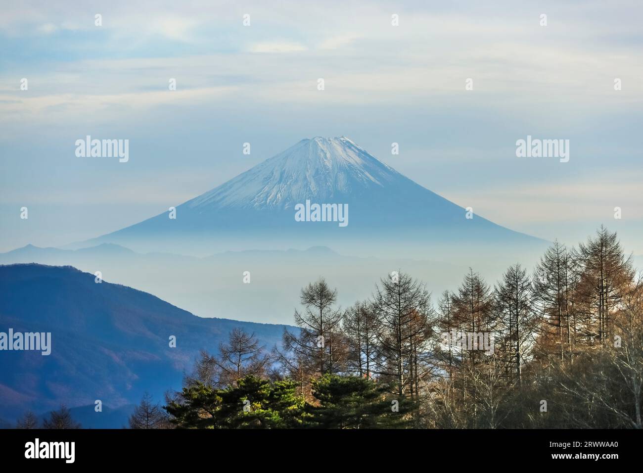 Snow-covered Mt. Fuji over Kiyosato larch Stock Photo - Alamy