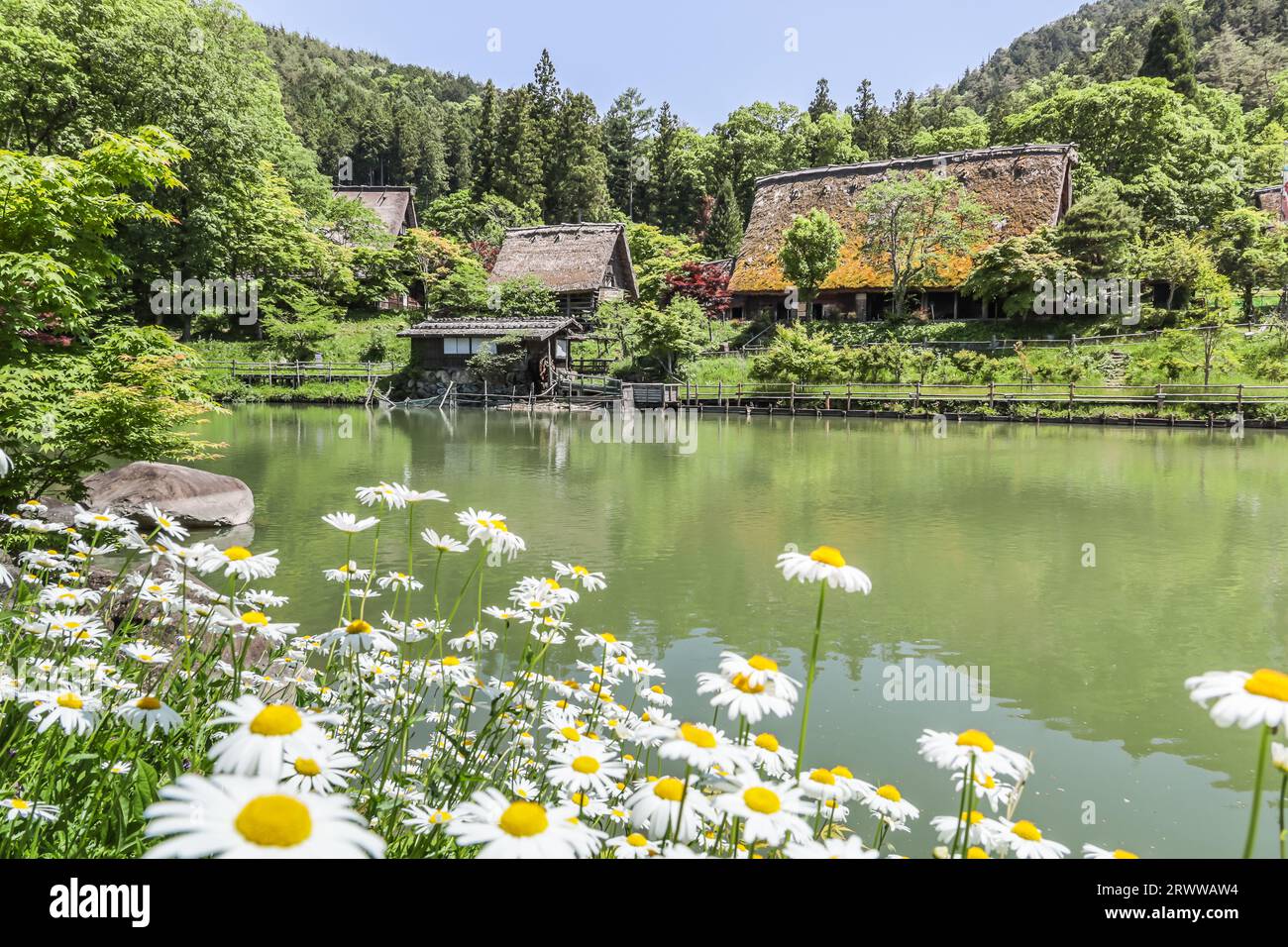 Hida village scenery seen through a full-bloomed french ginkgo tree ...