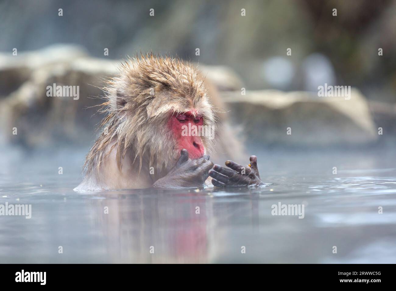 Japanese macaque monkeys at a hot spring resort in Jigokudani Stock ...