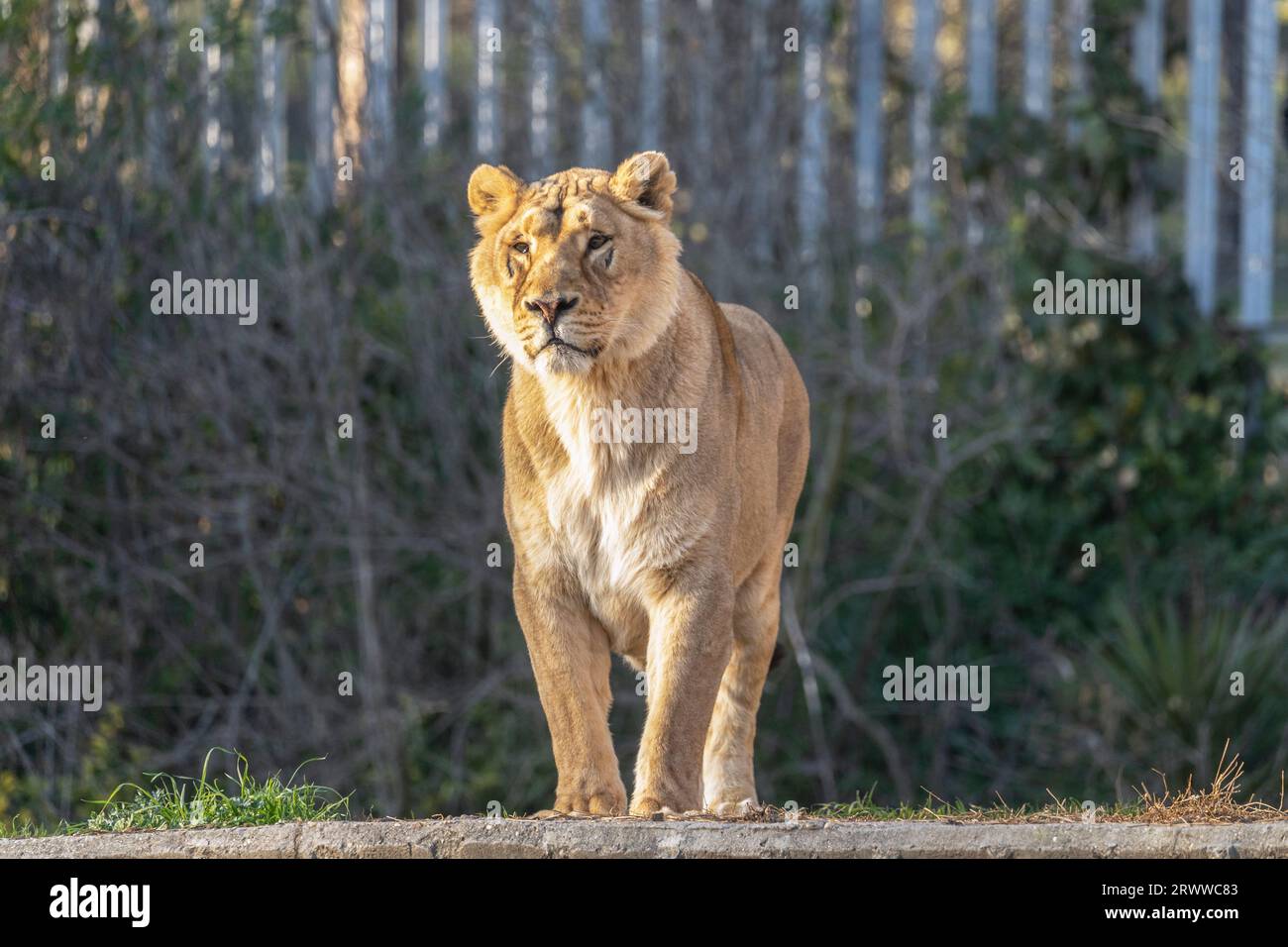 Good sized male lion looking straight ahead Stock Photo - Alamy