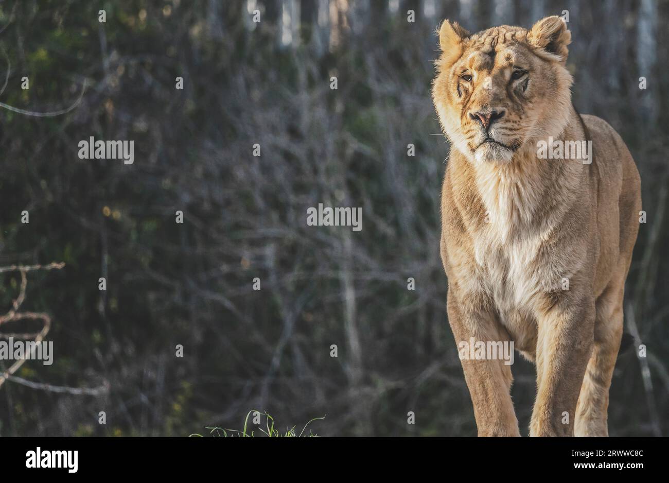 Good sized male lion looking straight ahead Stock Photo - Alamy