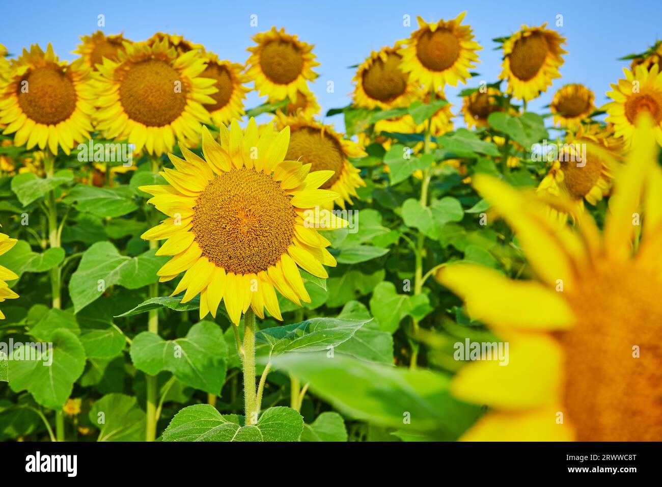 Detailed sunflower view with row of sunflowers behind and blurry ...