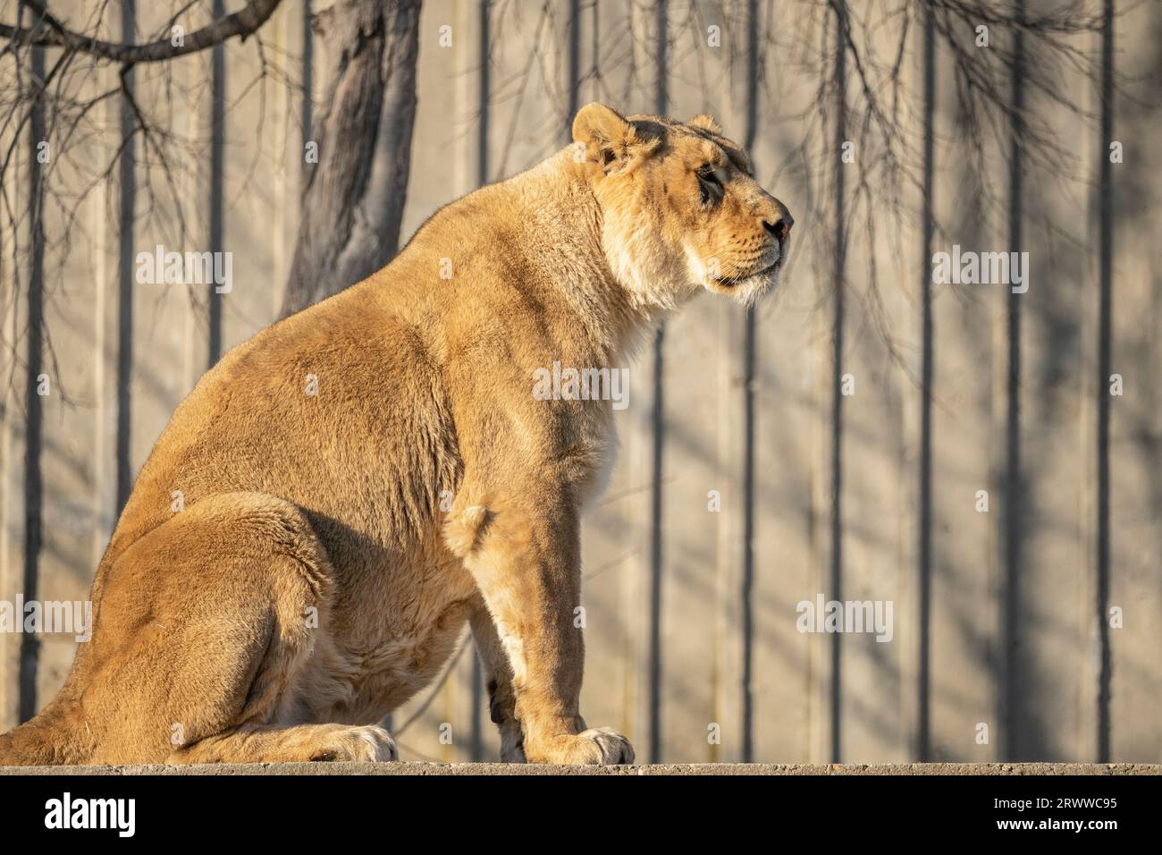Good sized male lion looking to one side Stock Photo - Alamy