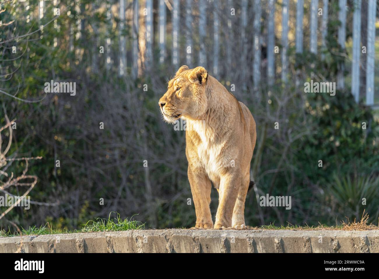 Good sized male lion looking to one side Stock Photo - Alamy