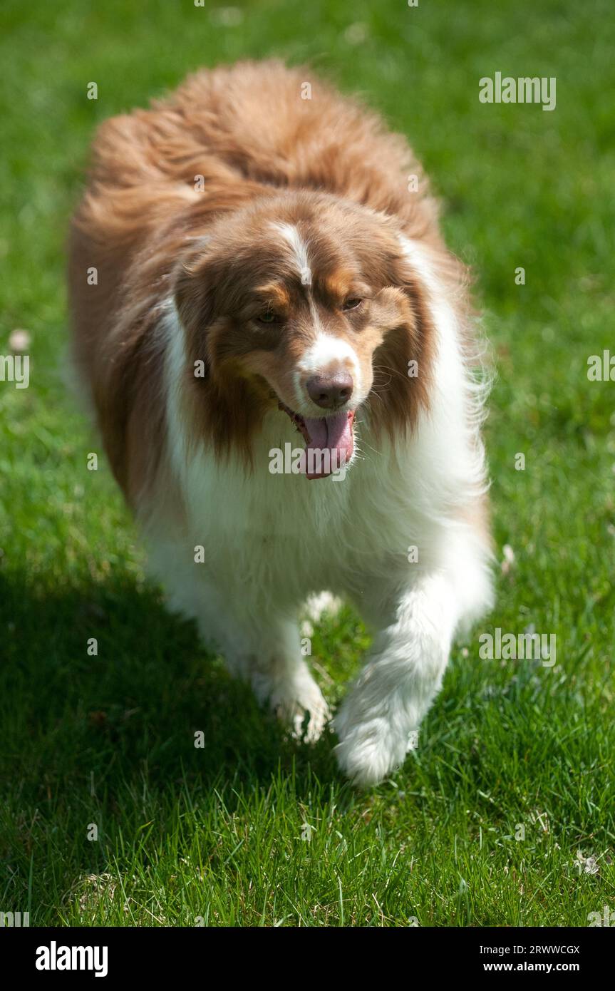 Fluffy australian shepherd dog hi-res stock photography and images - Alamy