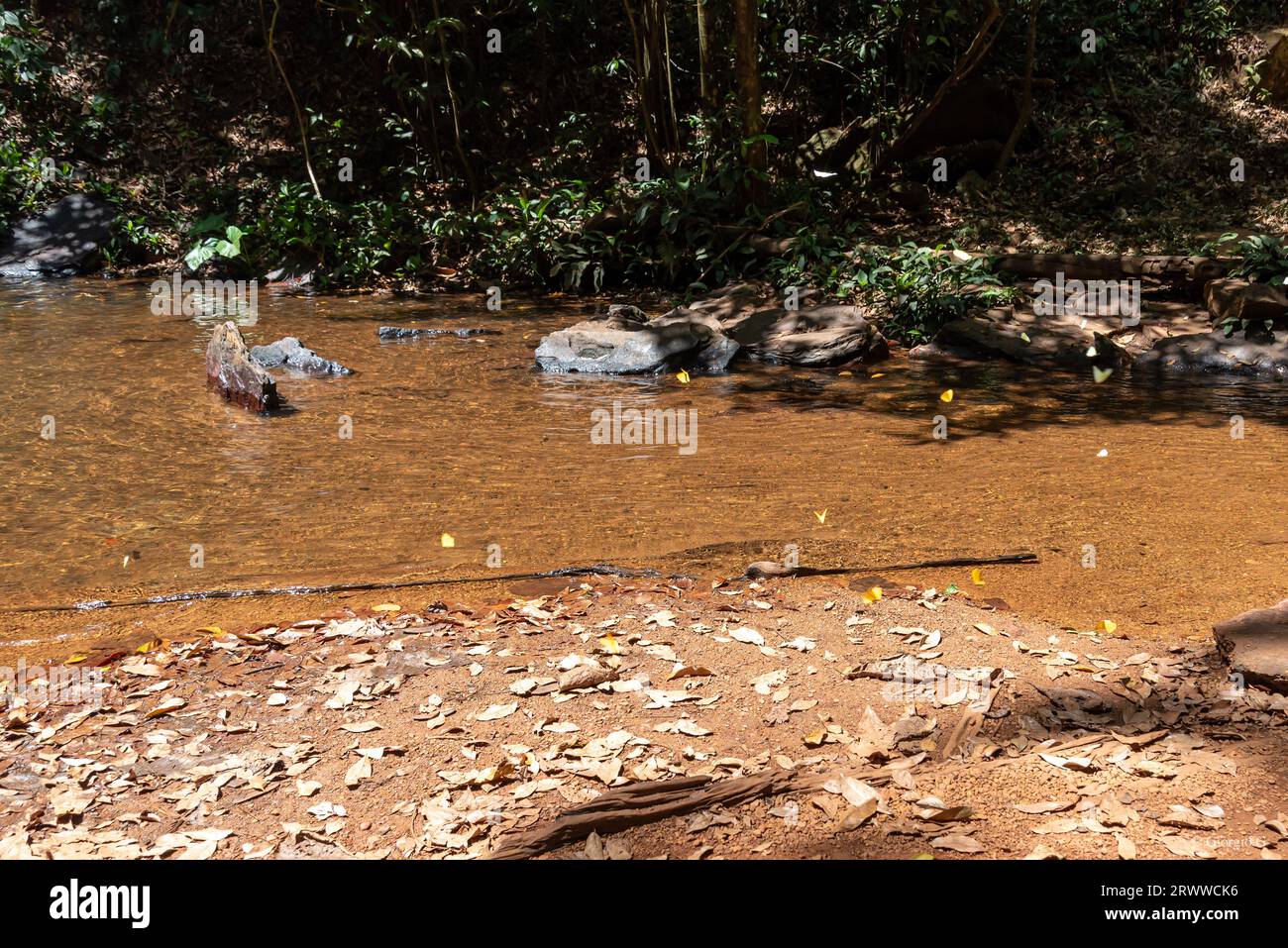 Natural water stream flowing through a brazilian jungle Stock Photo - Alamy