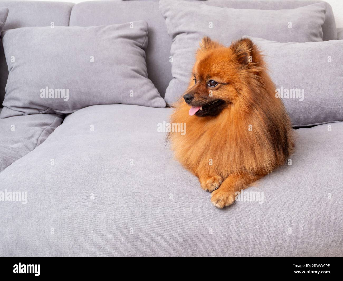 Pomeranian spitz on gray hi-res stock photography and images - Alamy