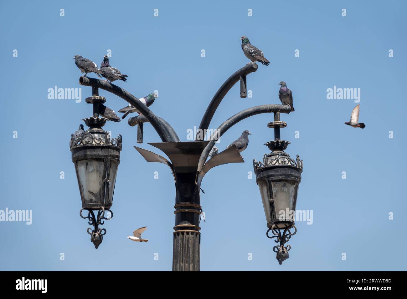 A group of pigeons sitting on top of a decorative Egyptian lamp post ...