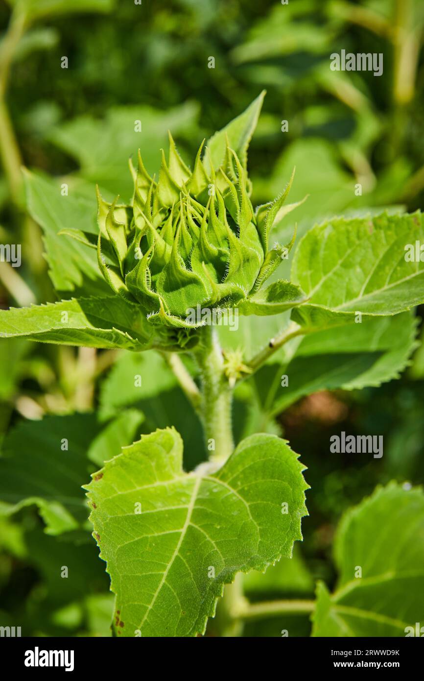 Sunny close up of green sunflower bud Stock Photo - Alamy