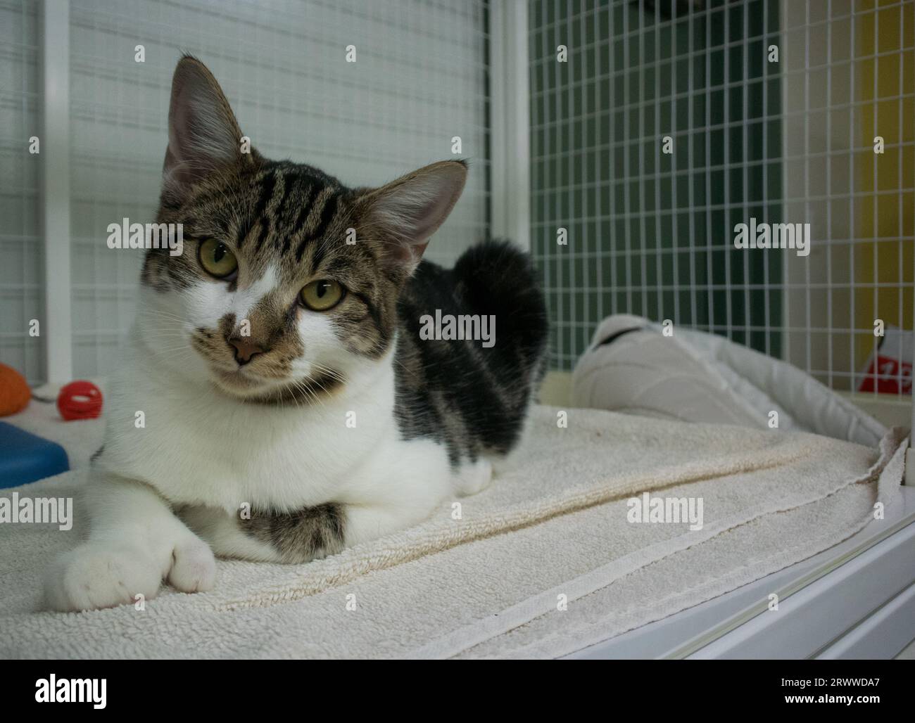 Shelter cat lazily staring into the camera Stock Photo - Alamy