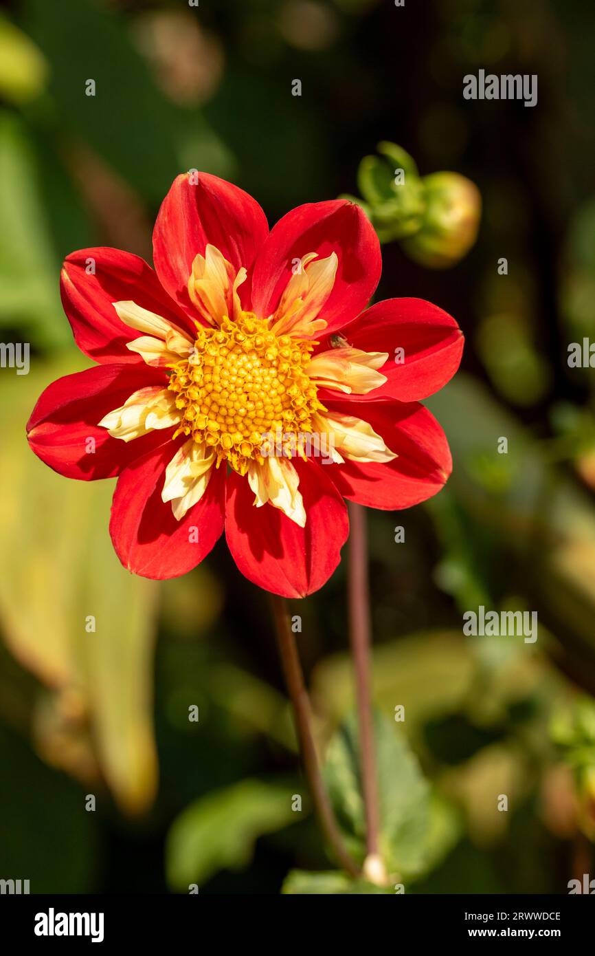 Stunning close up natural flower portrait of Dahlia Pooh (Swan Island ...