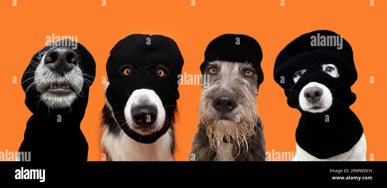 Thief dressed in black and wearing a balaclava stealing a laptop ...